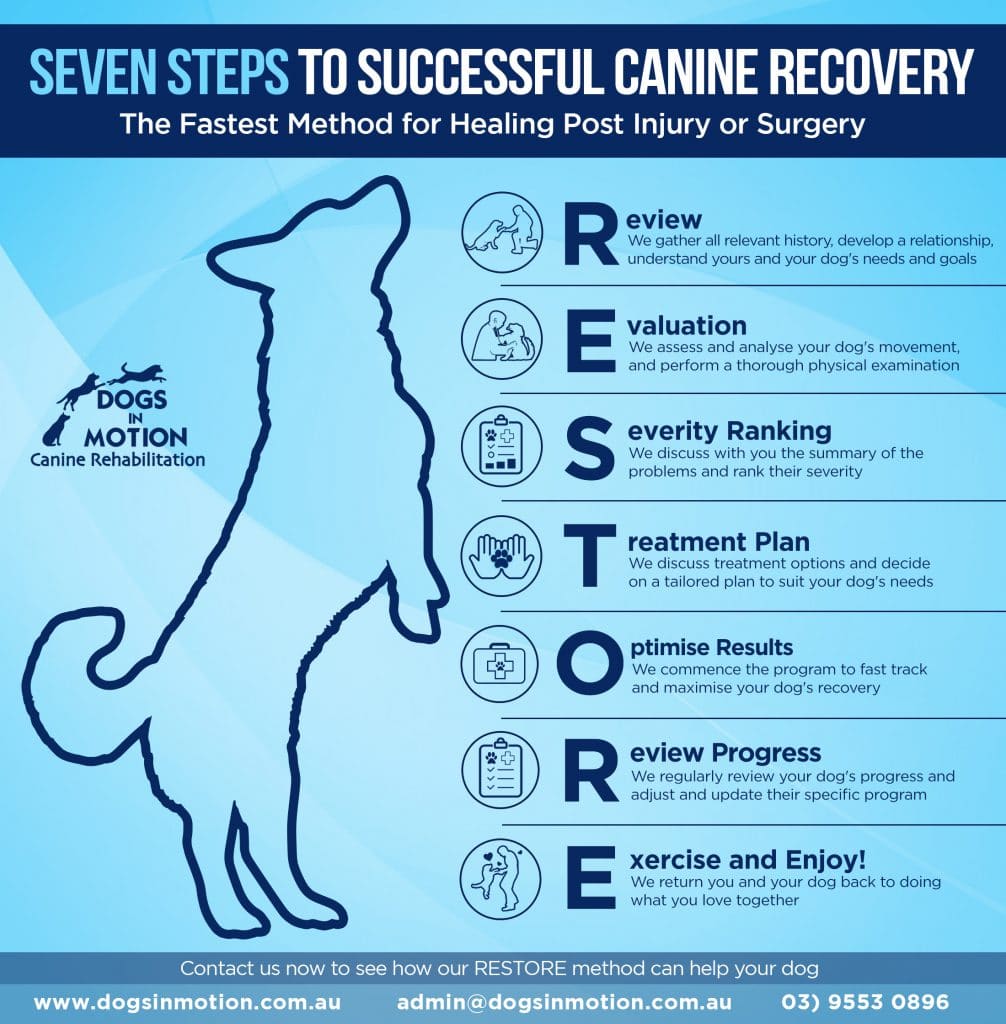 Injury Rehabilitation - Dogs In Motion Canine Rehabilitation