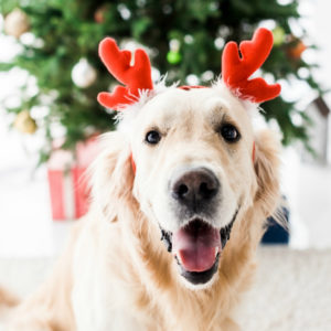 Canine Physio Clinic