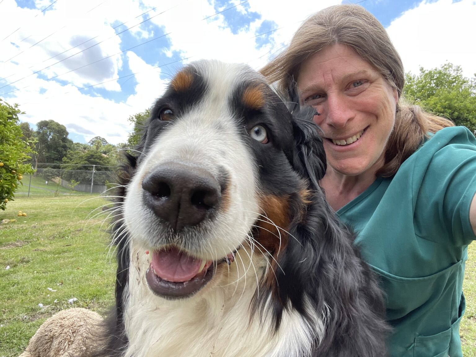 About Us - Dogs In Motion Canine Rehabilitation