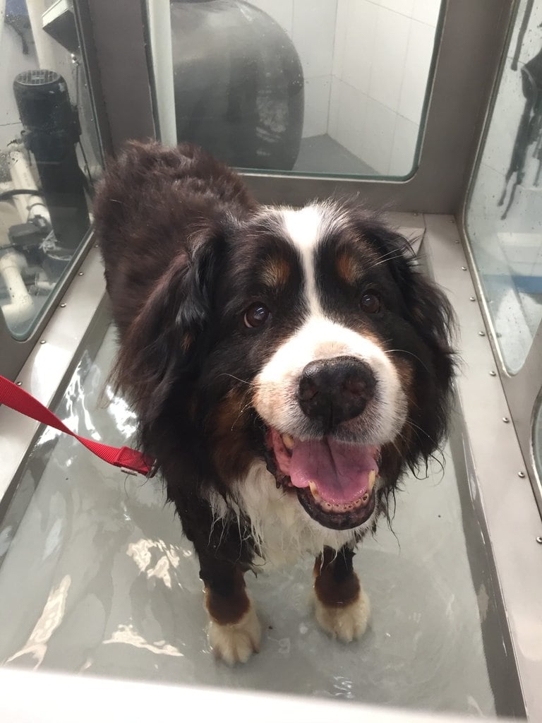 The Importance of Maintaining Muscle Mass as Pets Age - Dogs In Motion ...